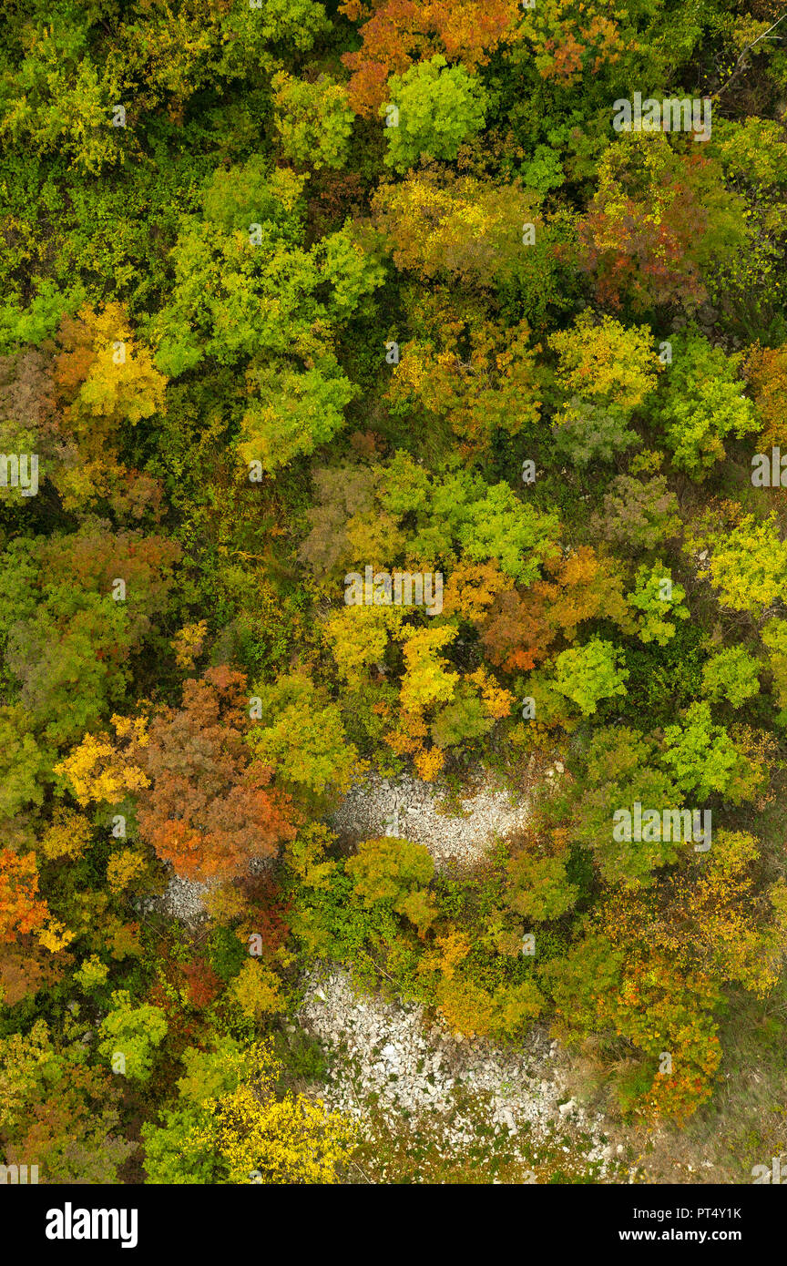 Multi coloured trees hi-res stock photography and images - Alamy