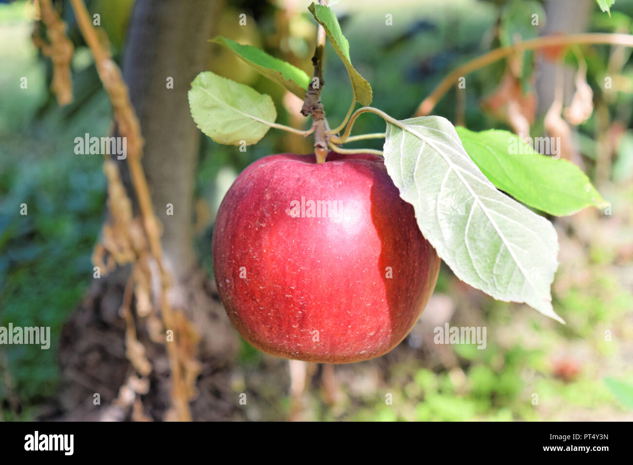 Idared apple hi-res stock photography and images - Alamy