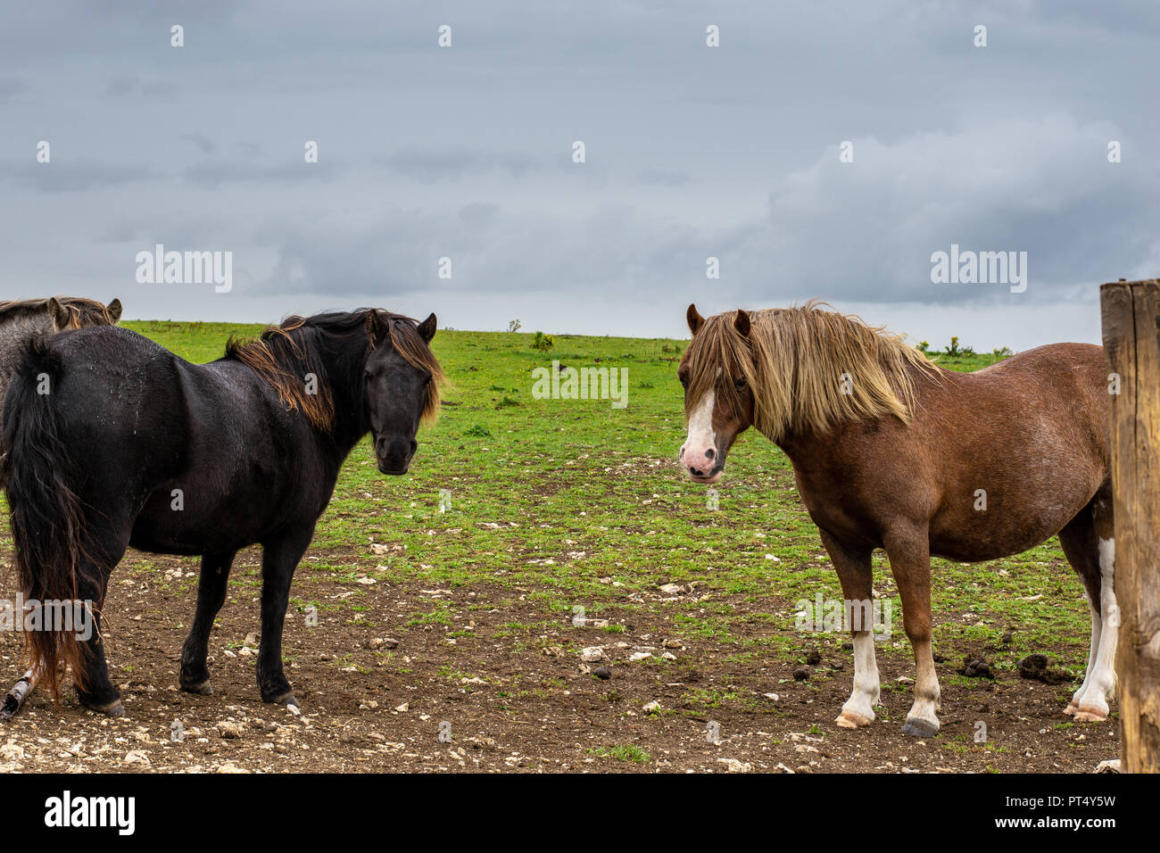Horses in a field with a cloudy sky. Just before the rain Stock Photo ...