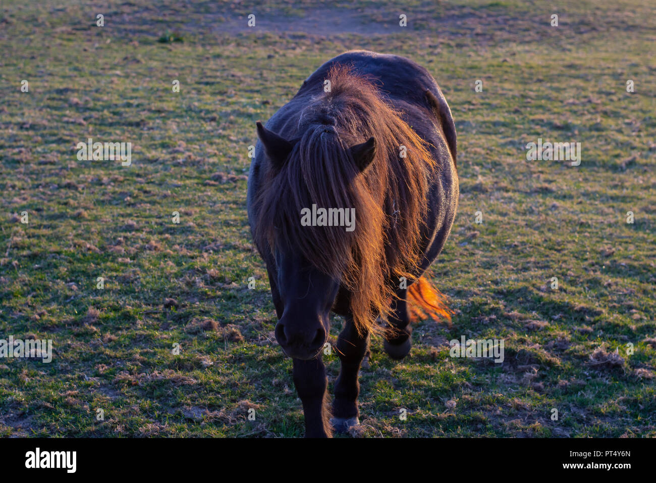 Brown pony hi-res stock photography and images - Alamy