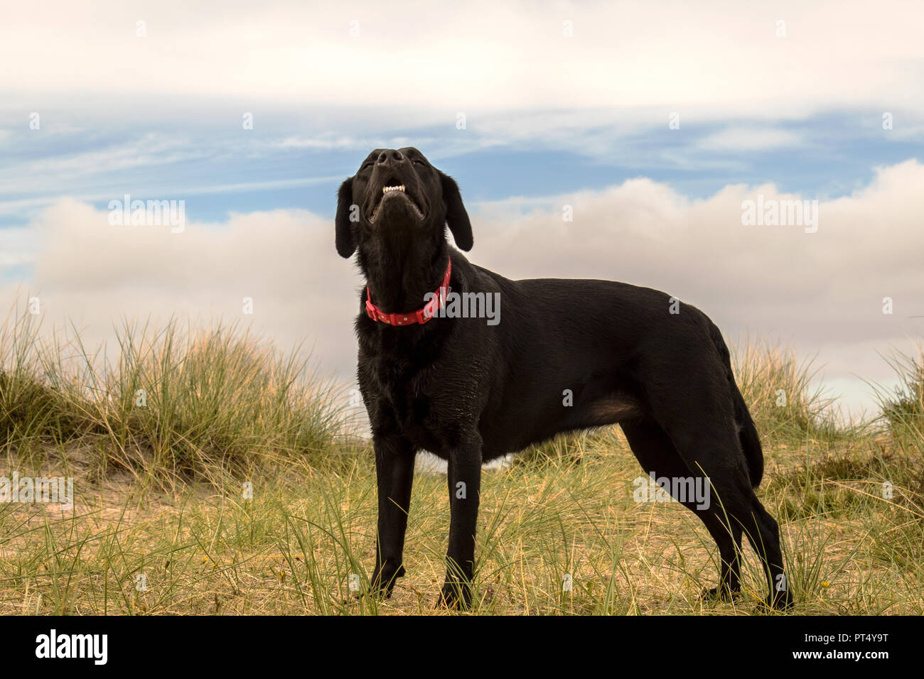 Black labrador retriver hi-res stock photography and images - Alamy
