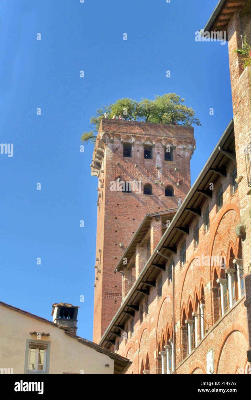 Torre Guinigi and its trees on the roof with clear blue sky in Lucca ...