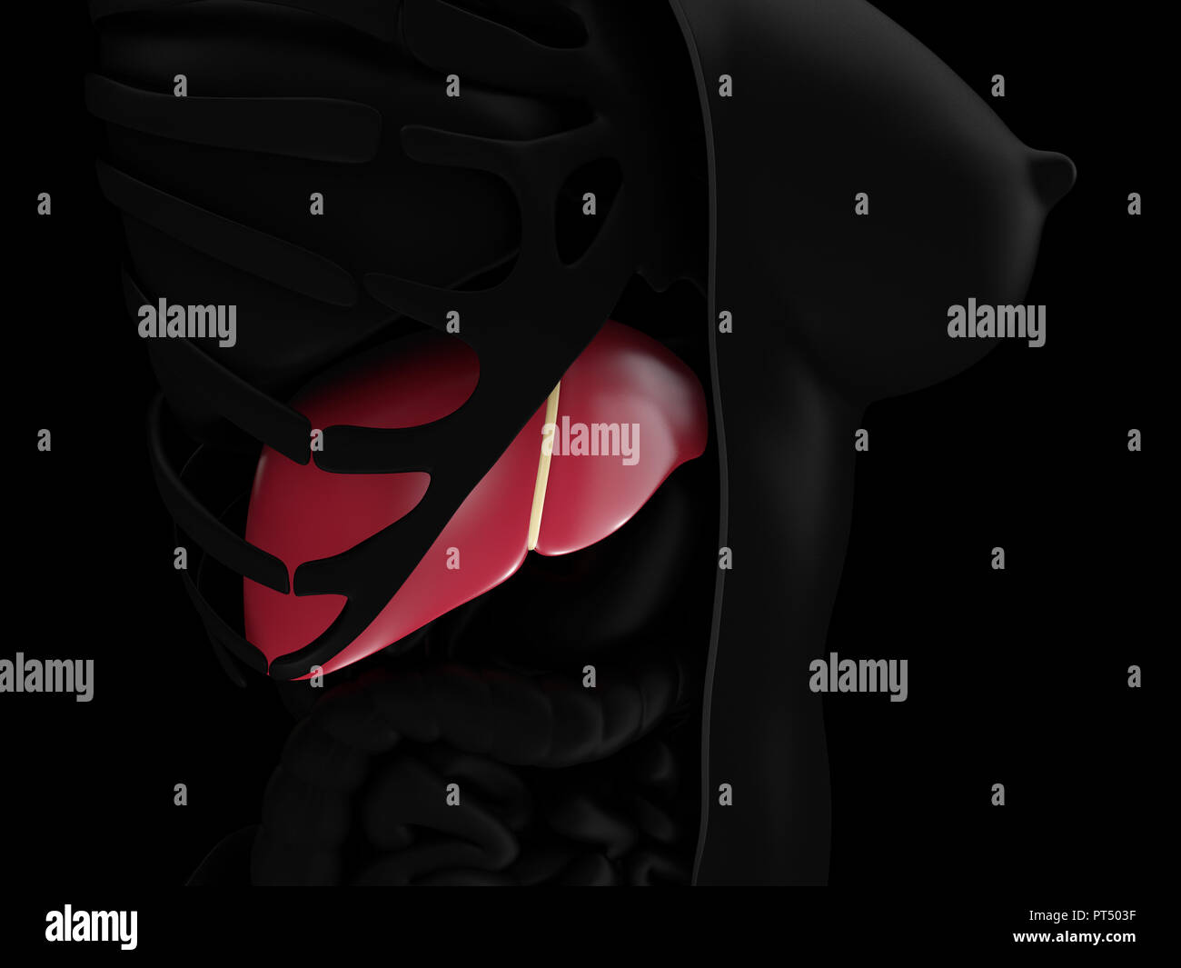 Realistic human liver. 3d illustration. Medicine anatomy, organ human ...