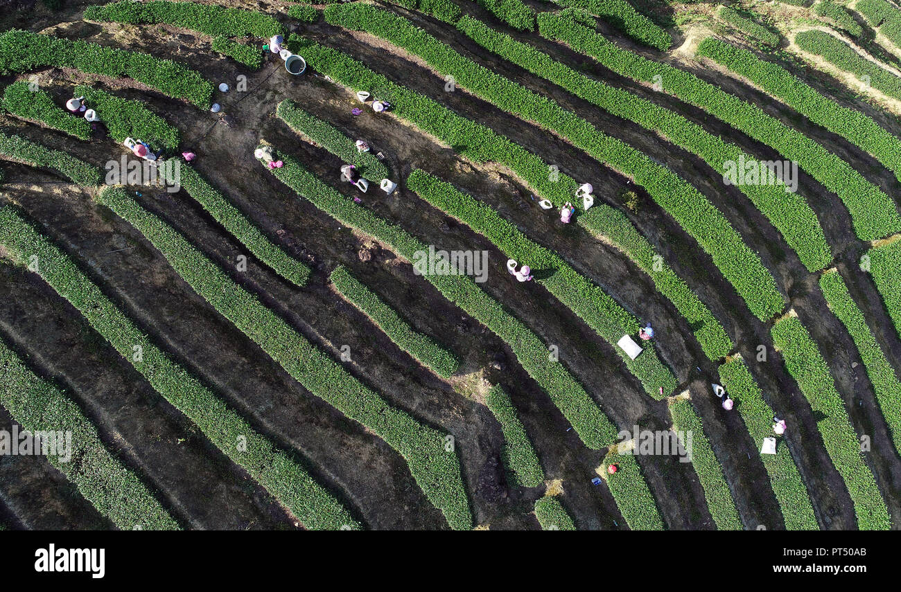 Anxi tieguanyin hi-res stock photography and images - Alamy