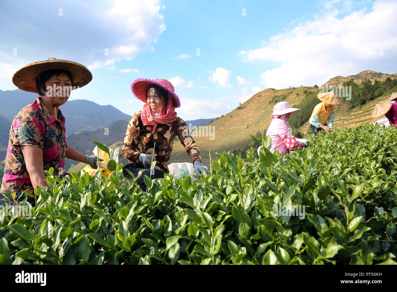 Anxi tea hi-res stock photography and images - Alamy