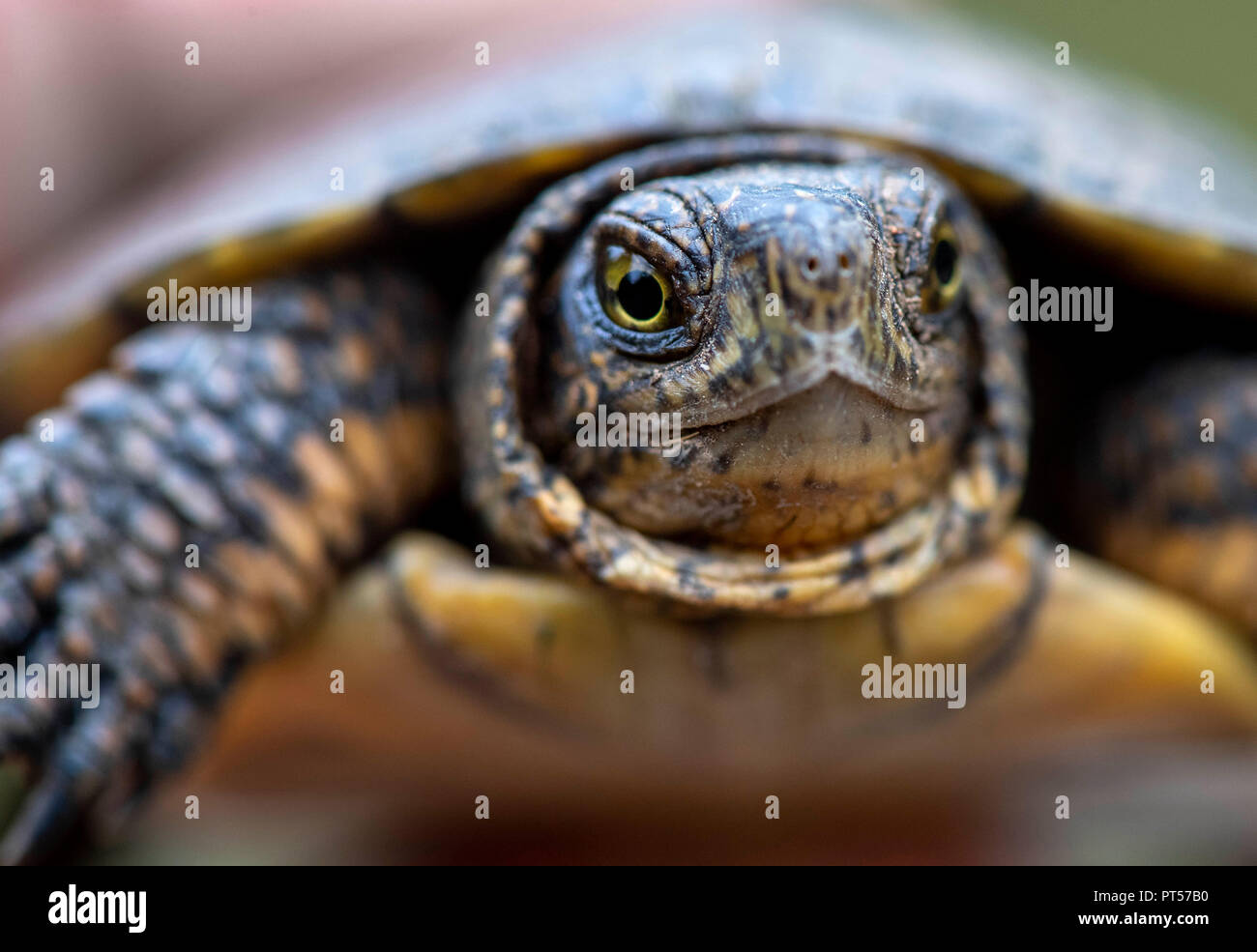 Elkton, OREGON, USA. 6th Oct, 2018. A western pond turtle tucks its ...