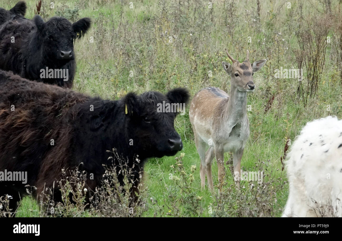 Angler Cattle High Resolution Stock Photography and Images - Alamy