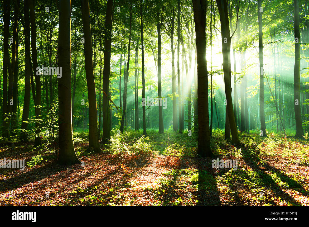 Morning in the forest Stock Photo - Alamy