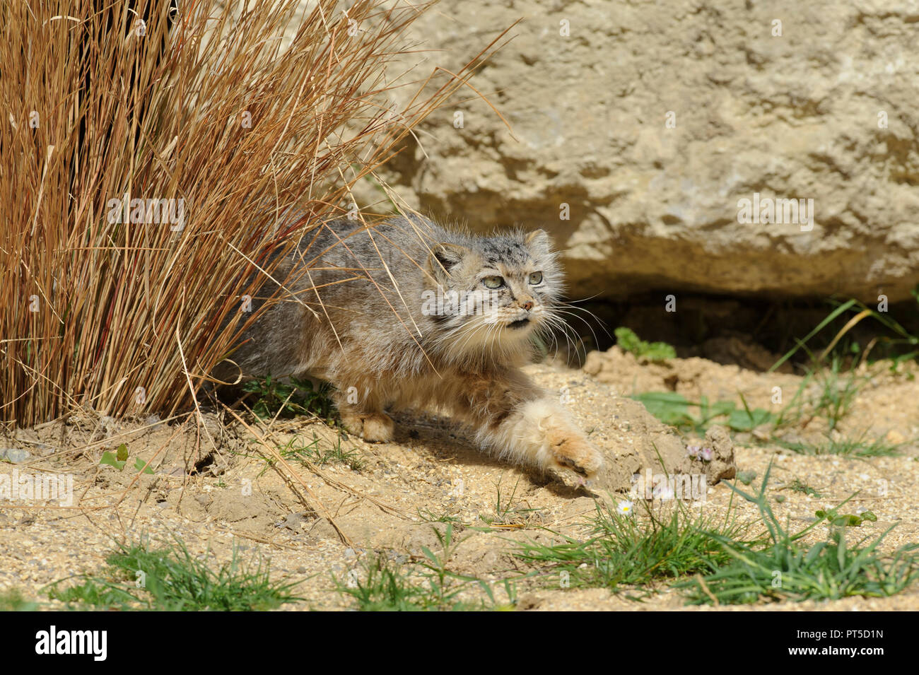 Otocolobus Manul High Resolution Stock Photography and Images - Alamy
