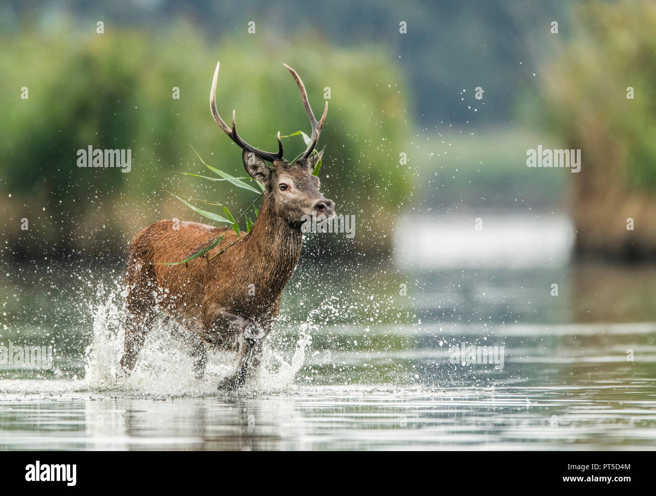 Running water buck hi-res stock photography and images - Alamy