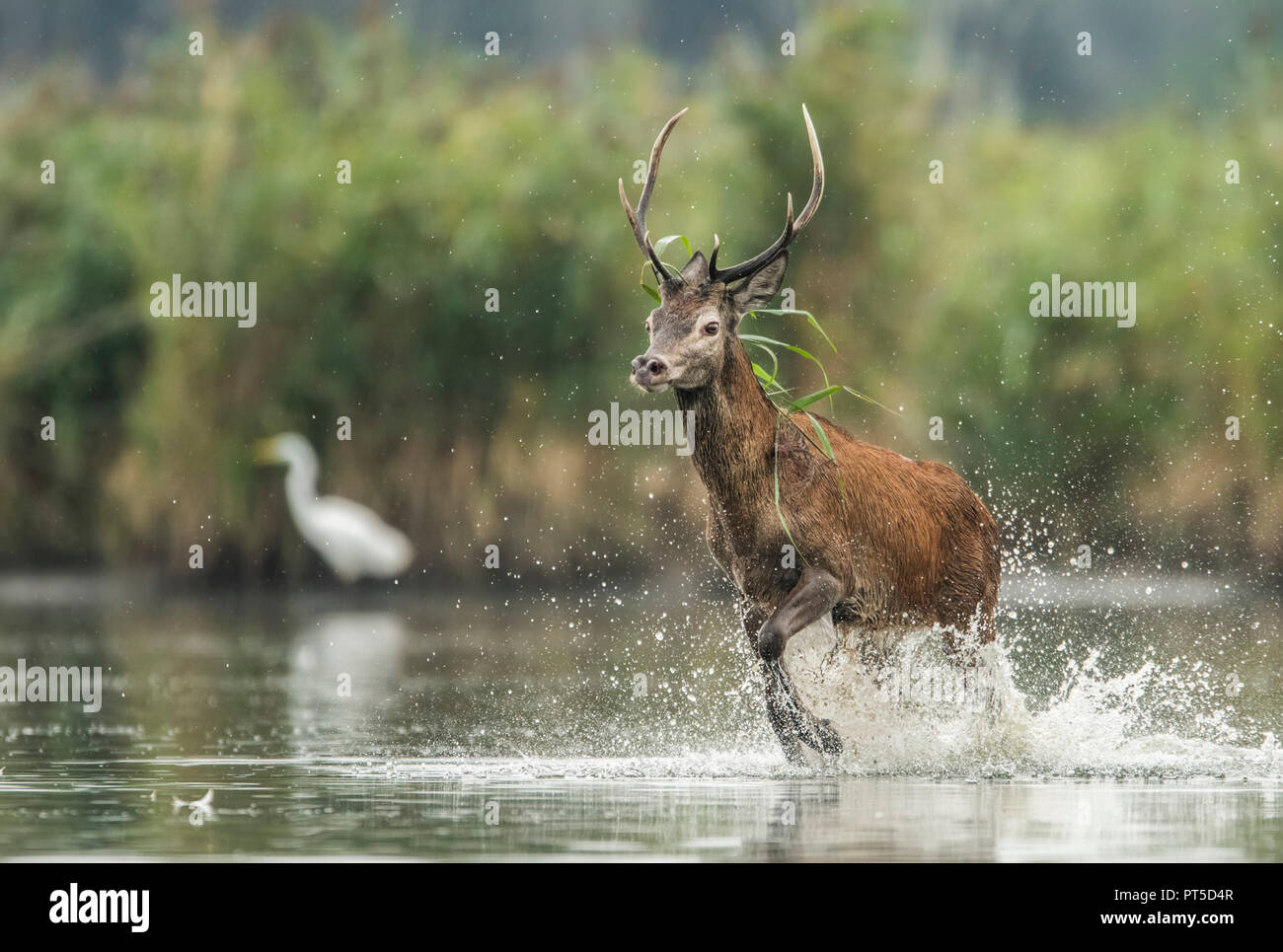 Running water buck hi-res stock photography and images - Alamy