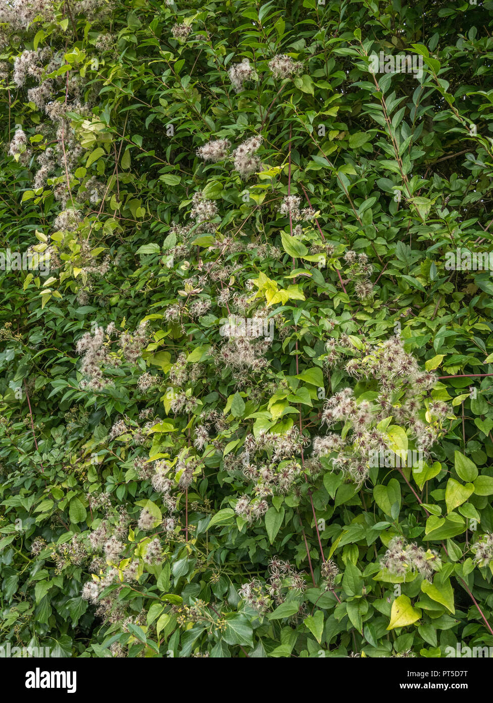 Sprawling plants hi-res stock photography and images - Alamy