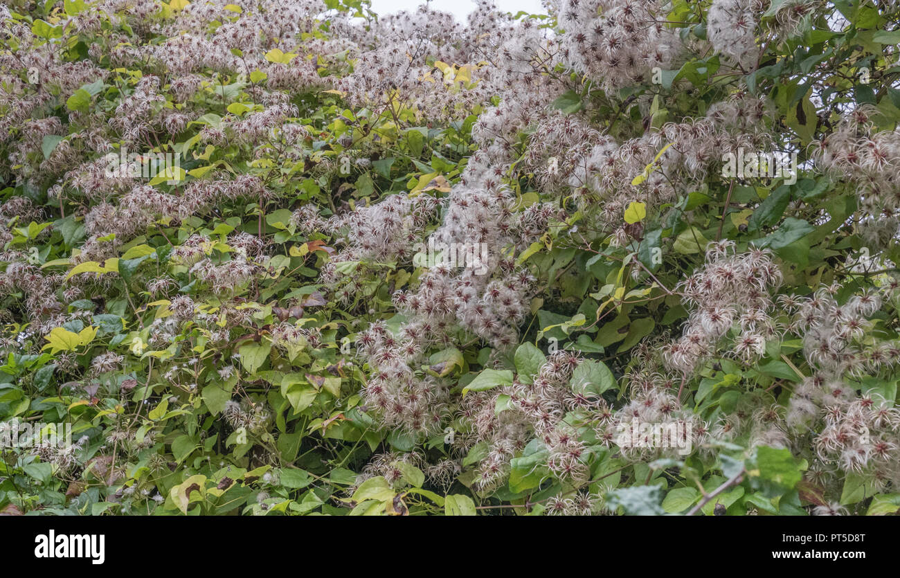 Sprawling Plants High Resolution Stock Photography and Images - Alamy