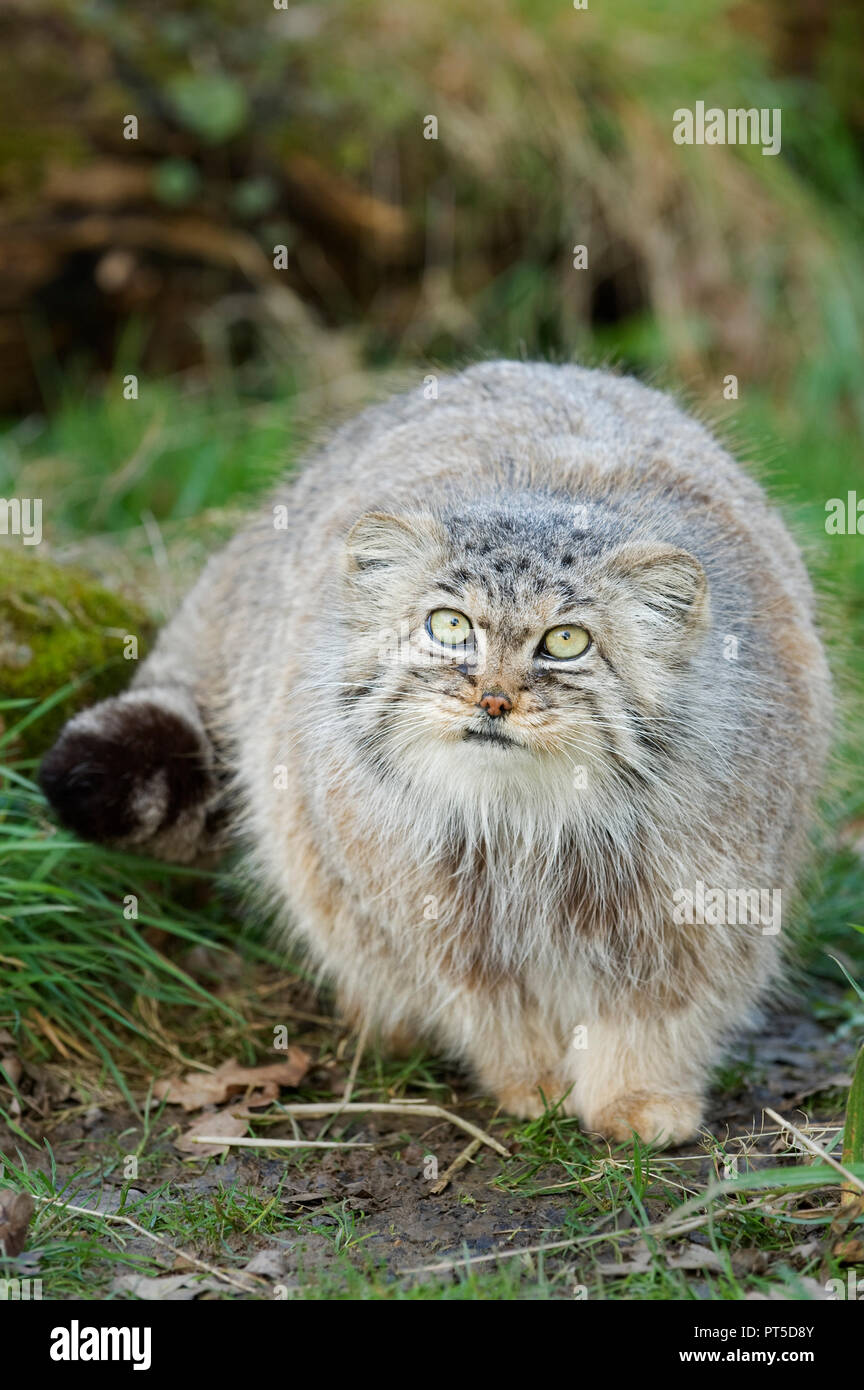 Pallas's cat (Otocolobus manul) Central Asia. Captive Port Lympne Wild ...