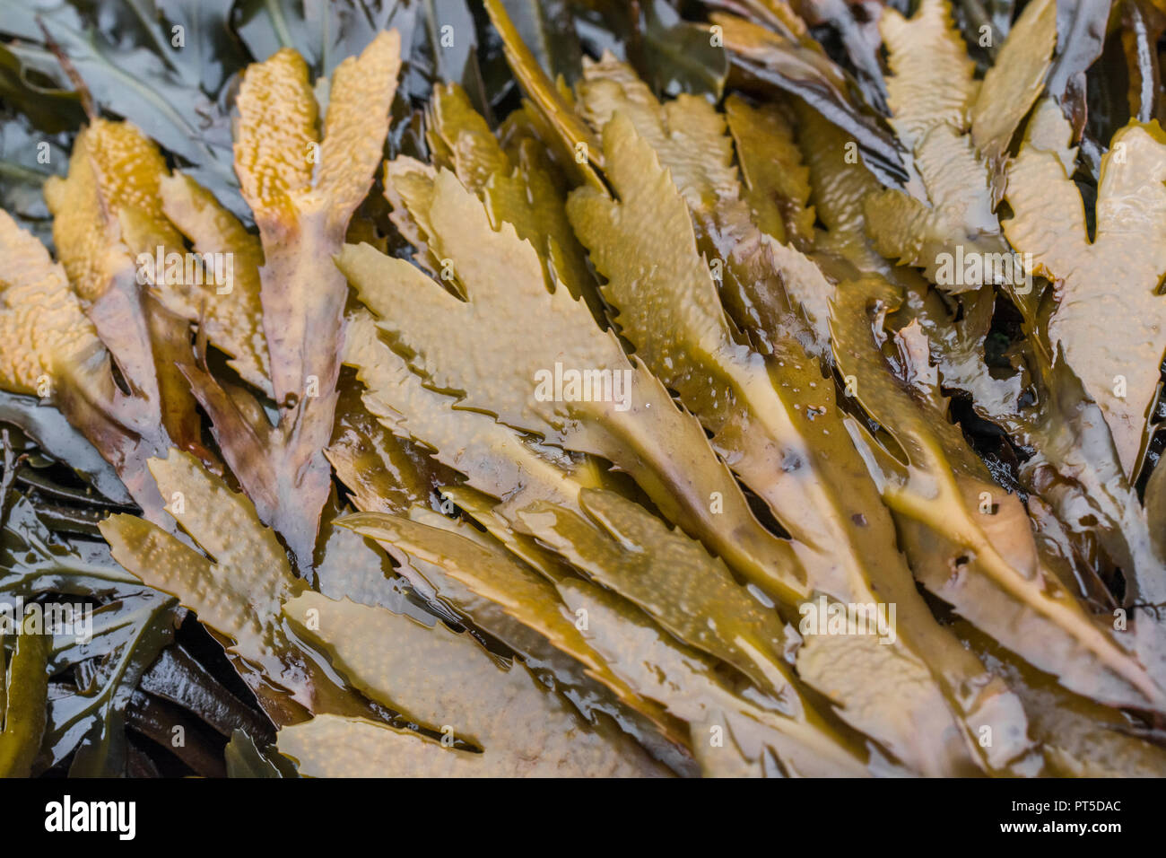 Serrated wrack hi-res stock photography and images - Alamy