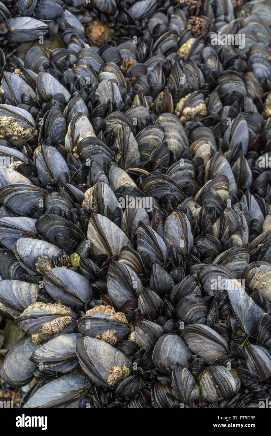 Mussels / Mytilus edulis growing on rocks in Cornwall, and exposed at ...
