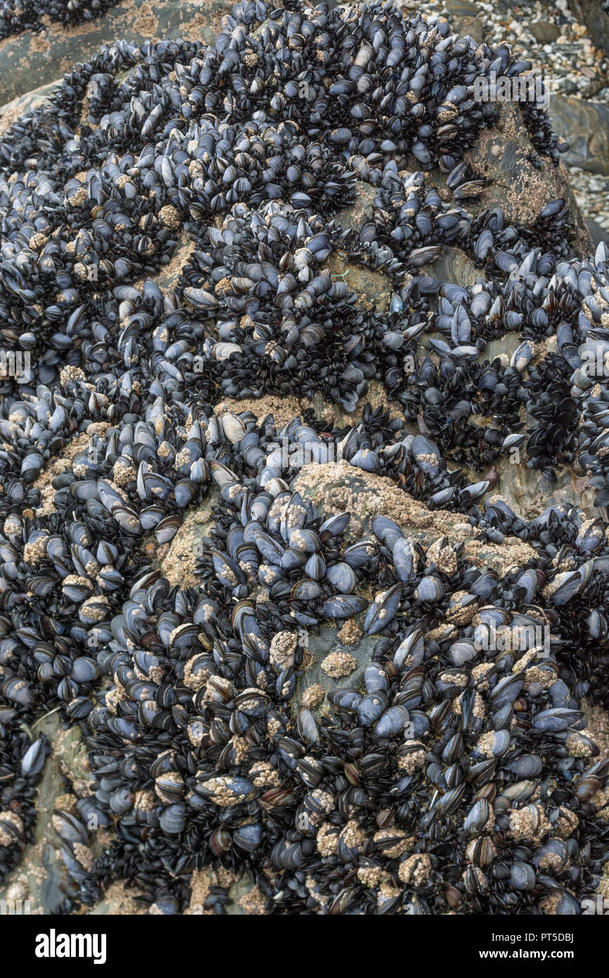 Exposed bed mussels hi-res stock photography and images - Alamy