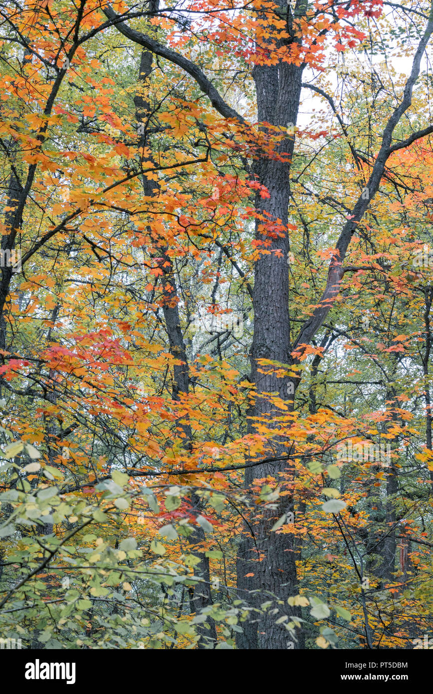 Details of colorful fall foliage Stock Photo - Alamy