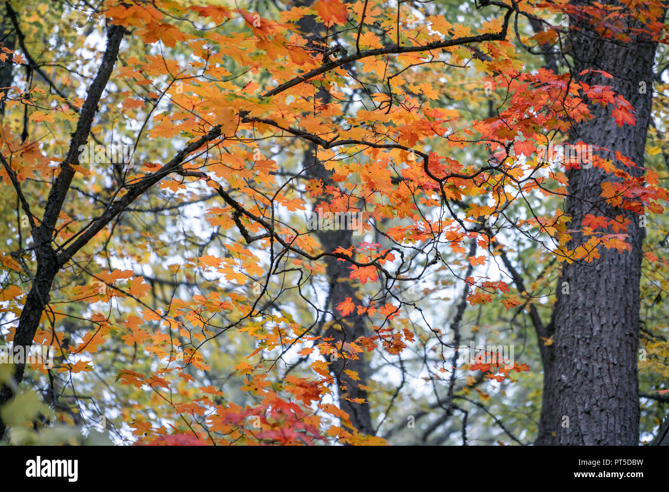 Details of colorful fall foliage Stock Photo - Alamy