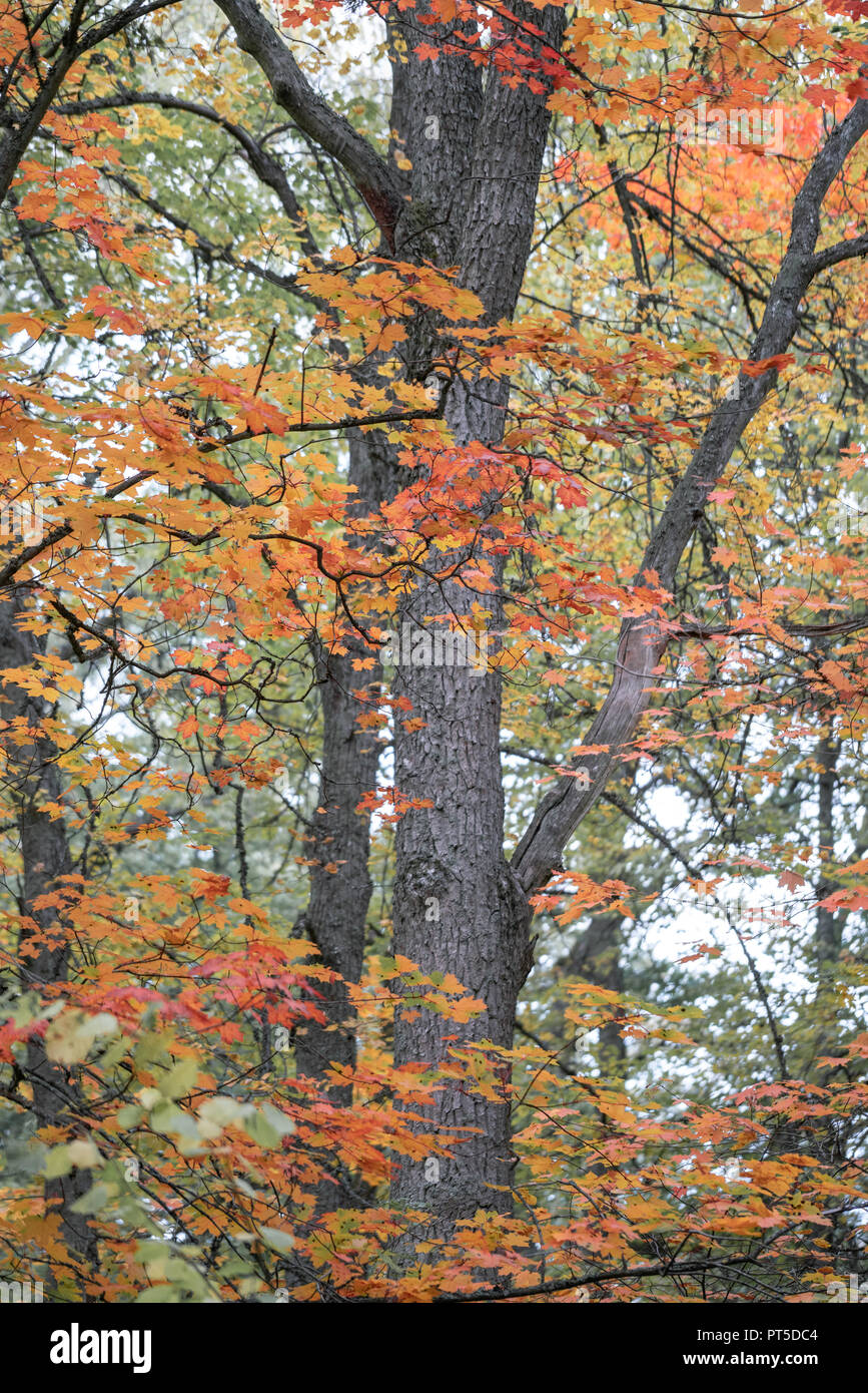 Details of colorful fall foliage Stock Photo - Alamy