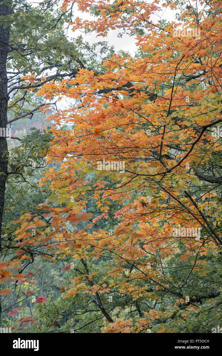 Details of colorful fall foliage Stock Photo - Alamy