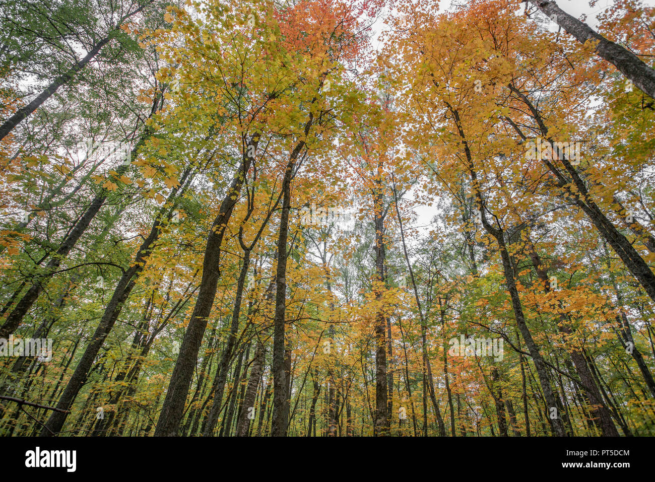 Trees with fall foliage hi-res stock photography and images - Alamy