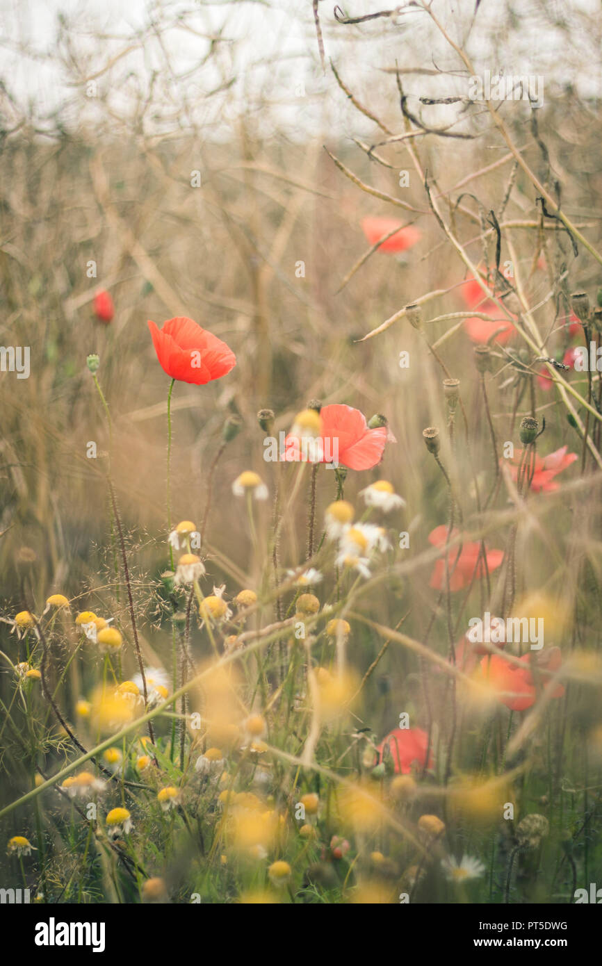 Wildflowers photo art hi-res stock photography and images - Alamy