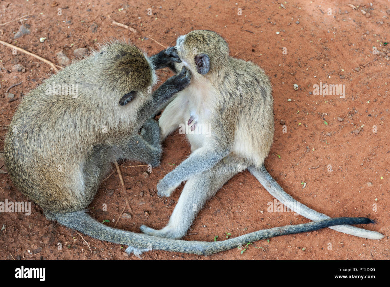 two monkeys playing Stock Photo - Alamy