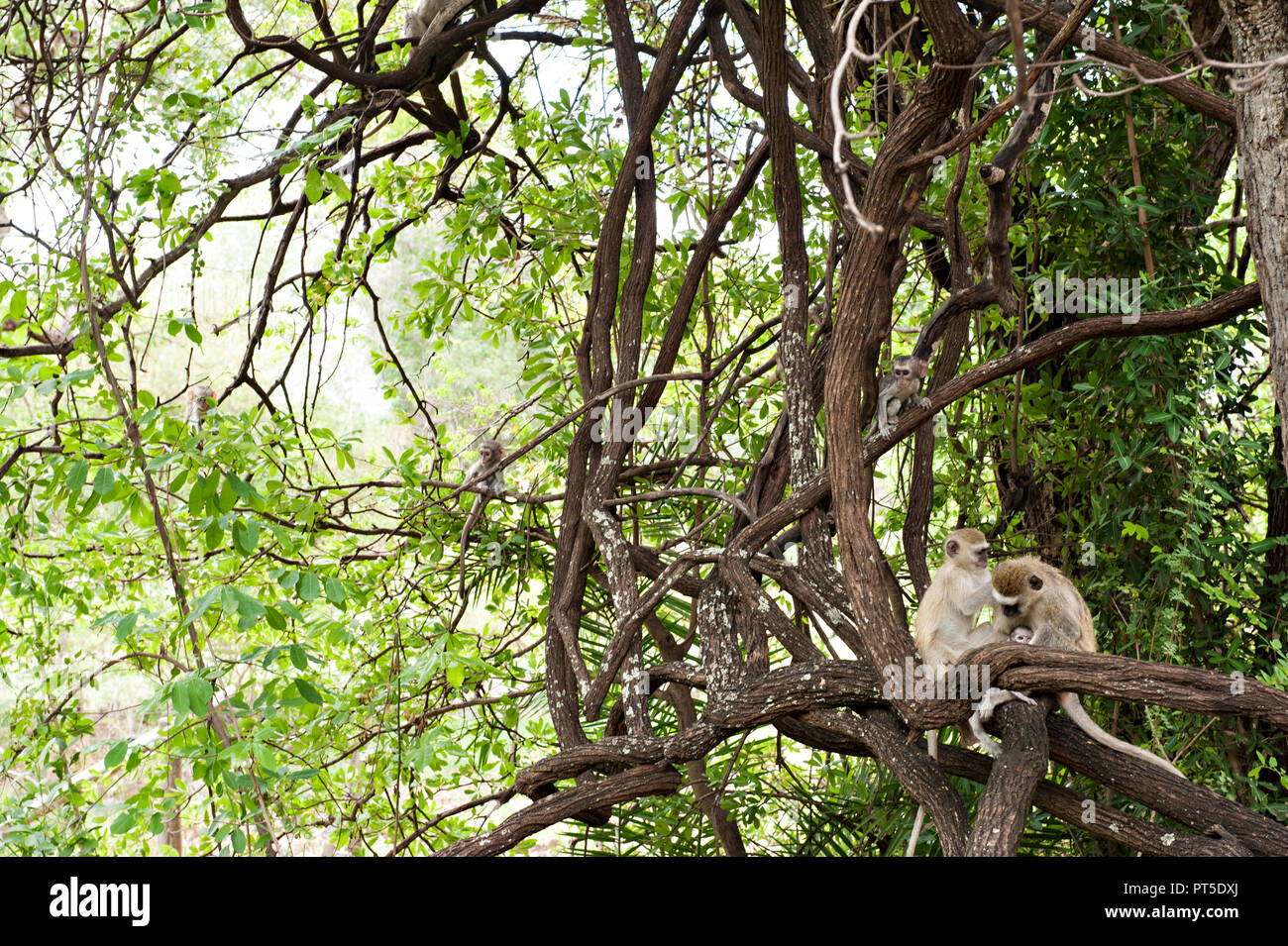 Two monkeys in a tree Stock Photo - Alamy