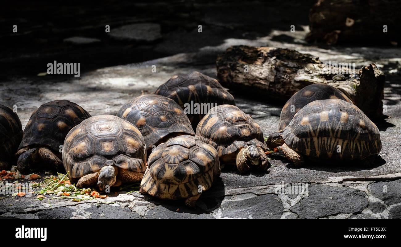 La Vanille Reptile park, Soillac, Mauritius Stock Photo - Alamy