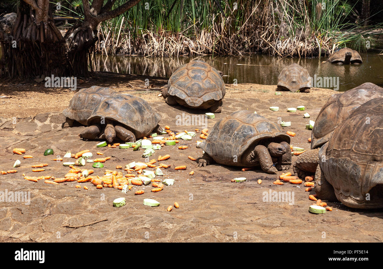 La Vanille Reptile park, Soillac, Mauritius Stock Photo - Alamy