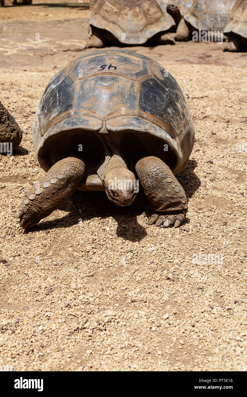 La Vanille Reptile park, Soillac, Mauritius Stock Photo - Alamy