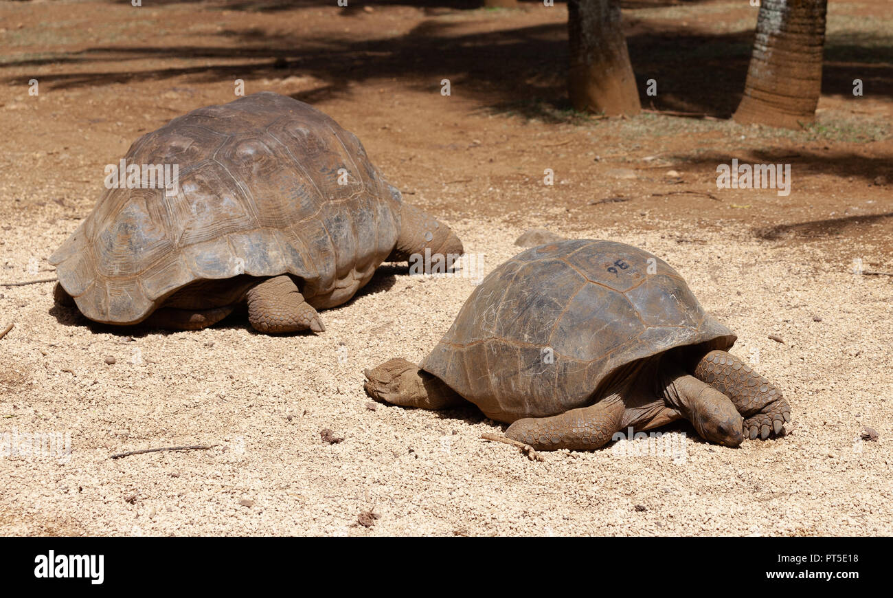 La Vanille Reptile park, Soillac, Mauritius Stock Photo - Alamy
