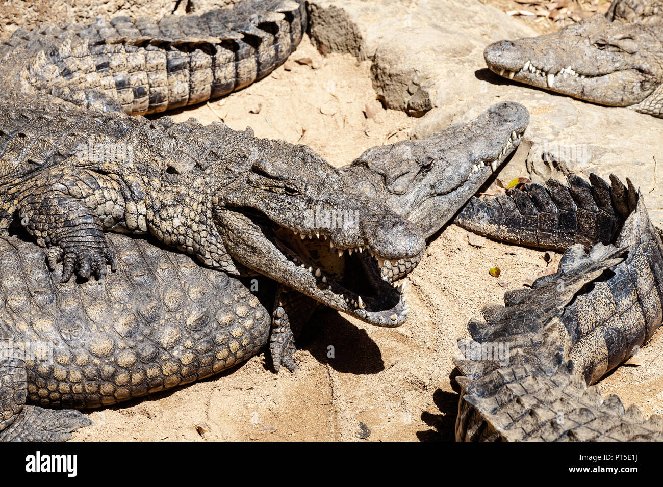 La Vanille Reptile park, Soillac, Mauritius Stock Photo - Alamy