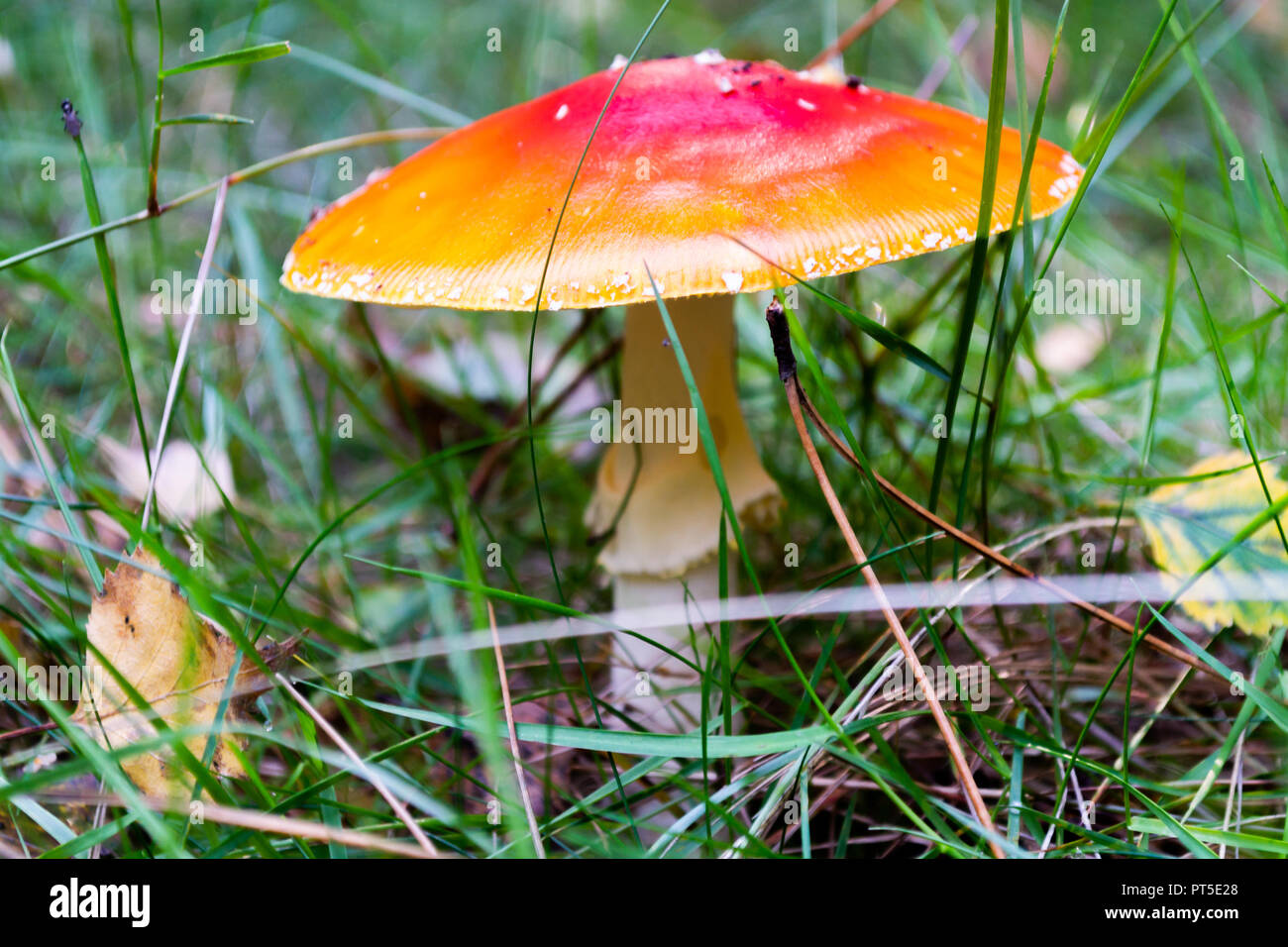 An orange and red coloured mushroom growing in green grass Stock Photo ...