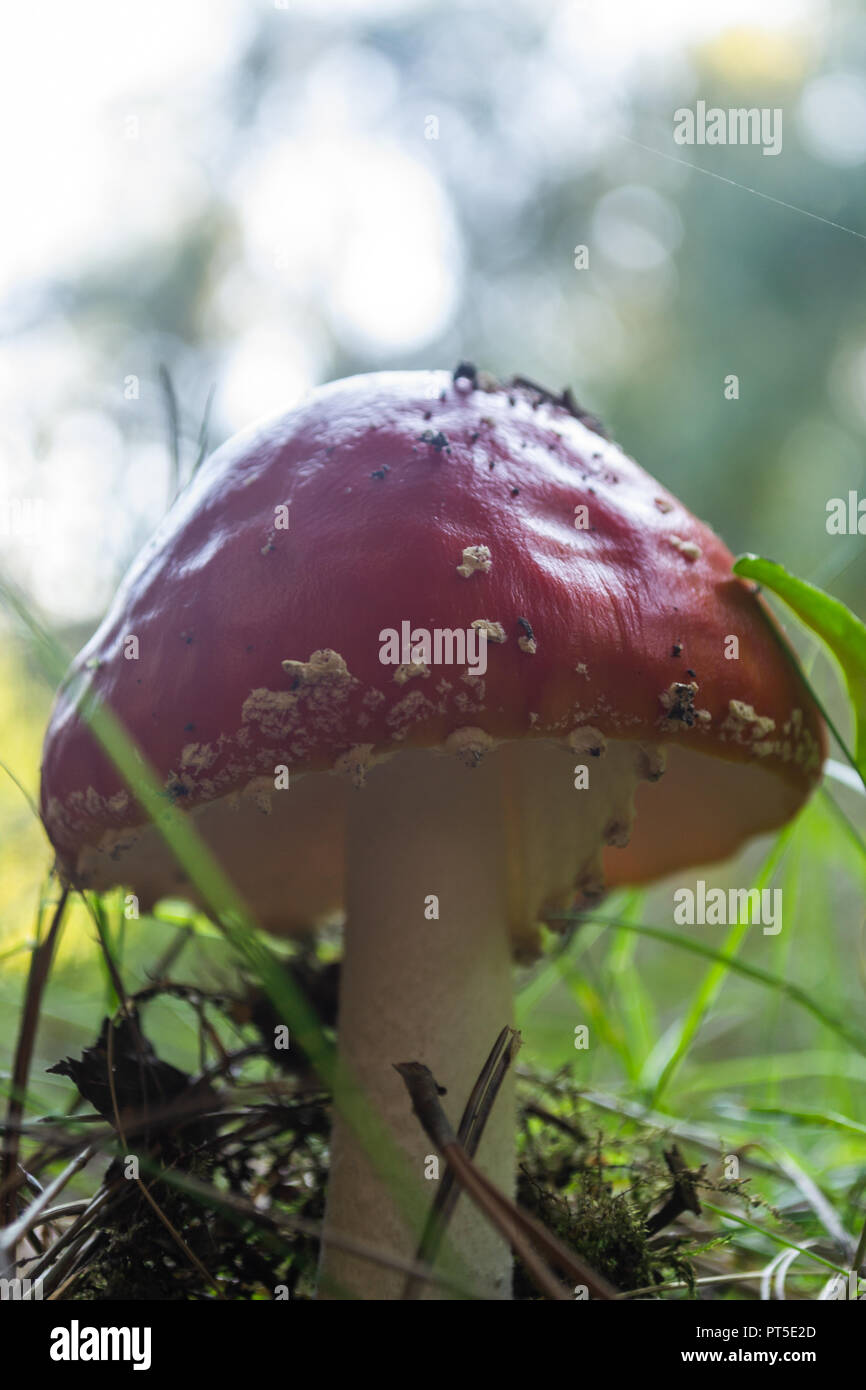 A close up of a red toadstool viewed from below Stock Photo - Alamy