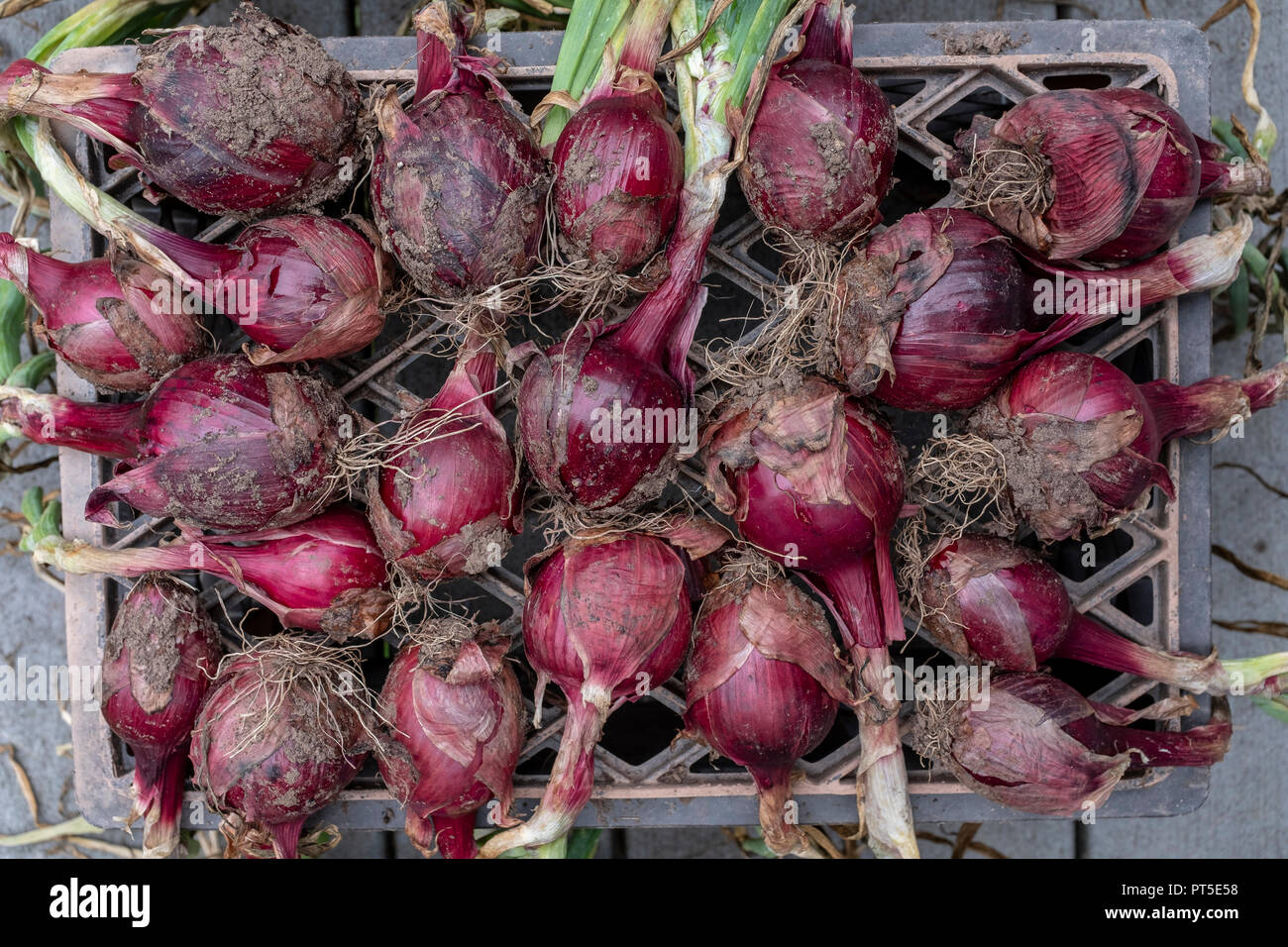 'Redwing" red onions Stock Photo - Alamy