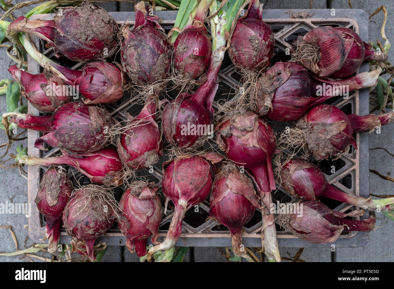 Long day onion plants hi-res stock photography and images - Alamy
