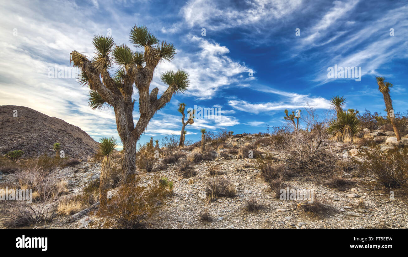 Joshua Tree National Park in the winter with flowing clouds at sunset ...