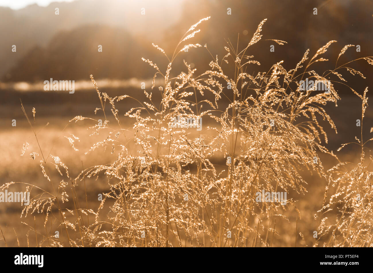 beautiful rural landscape, backlit with sunset over a meadow. With ...