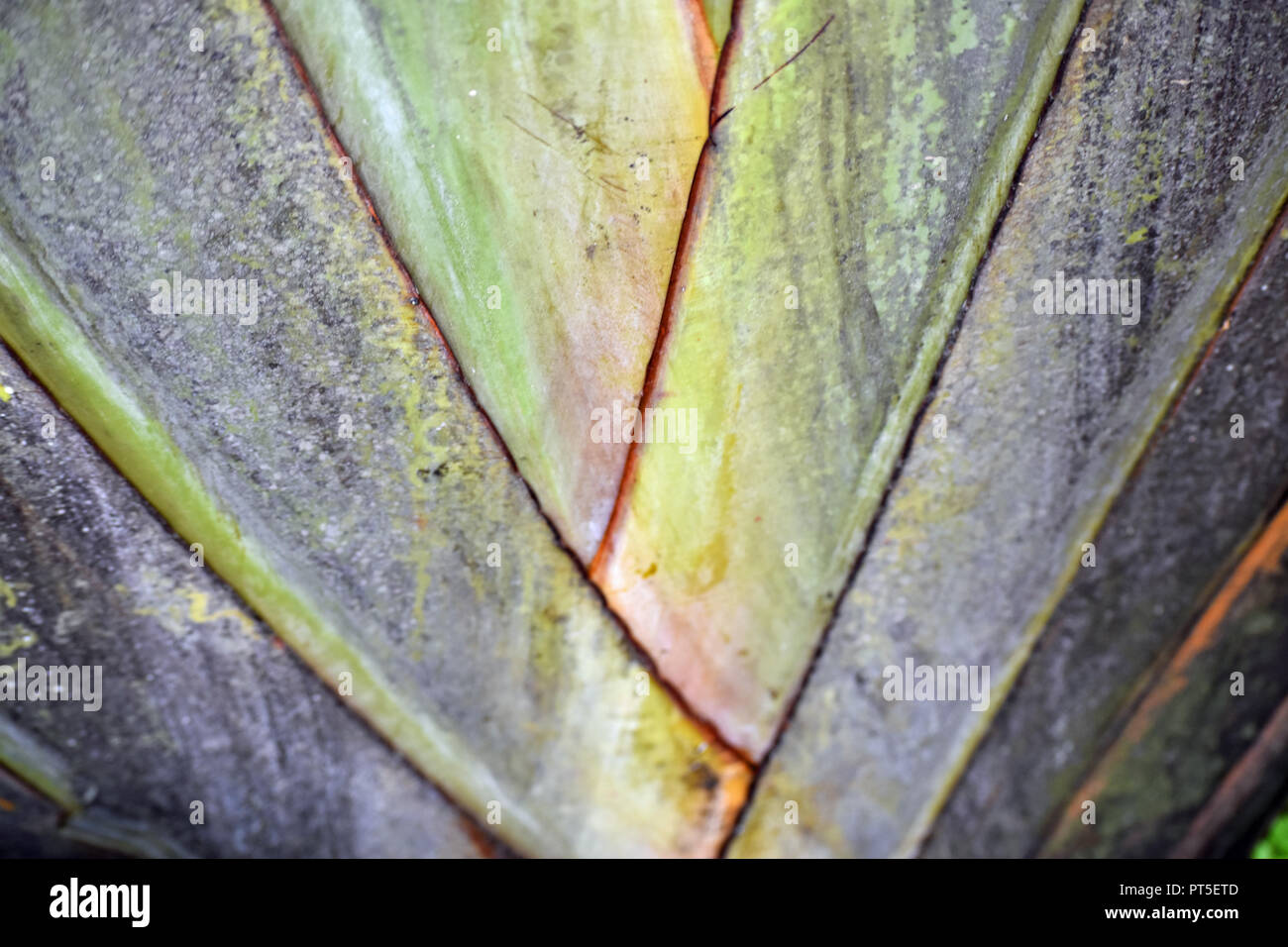 Palm base hi-res stock photography and images - Alamy