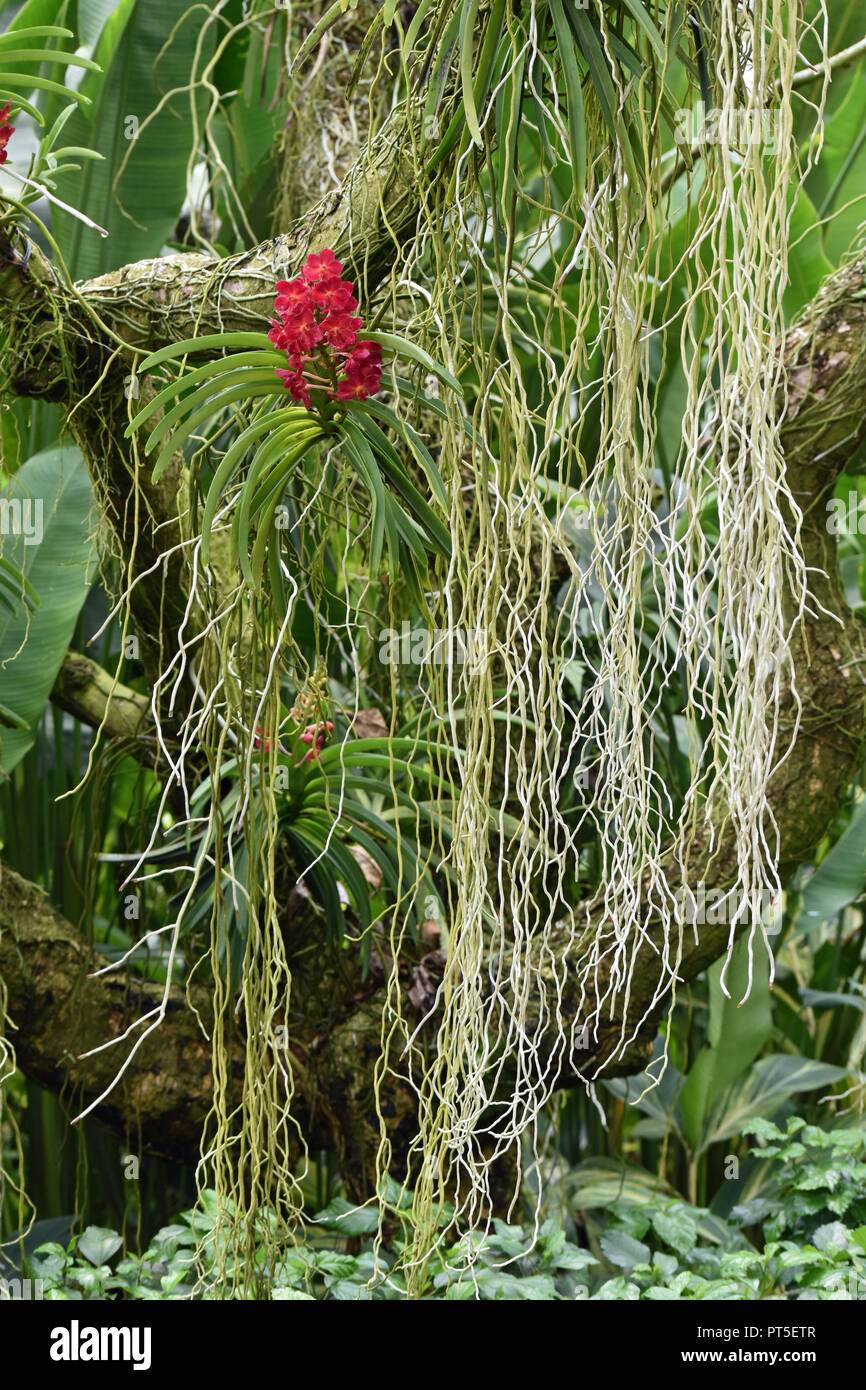 Silver roots hi-res stock photography and images - Alamy
