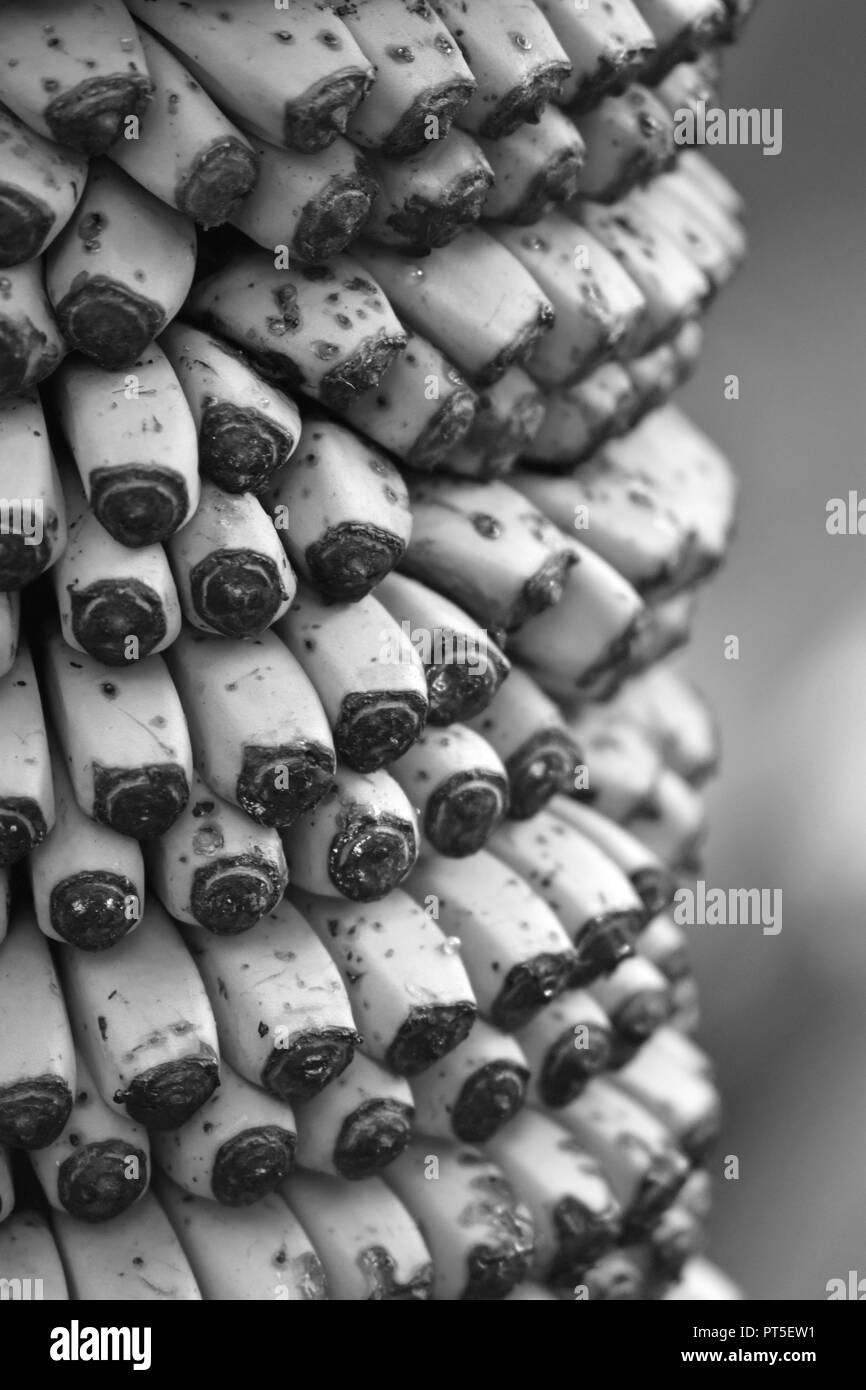 Fingerlings High Resolution Stock Photography and Images - Alamy