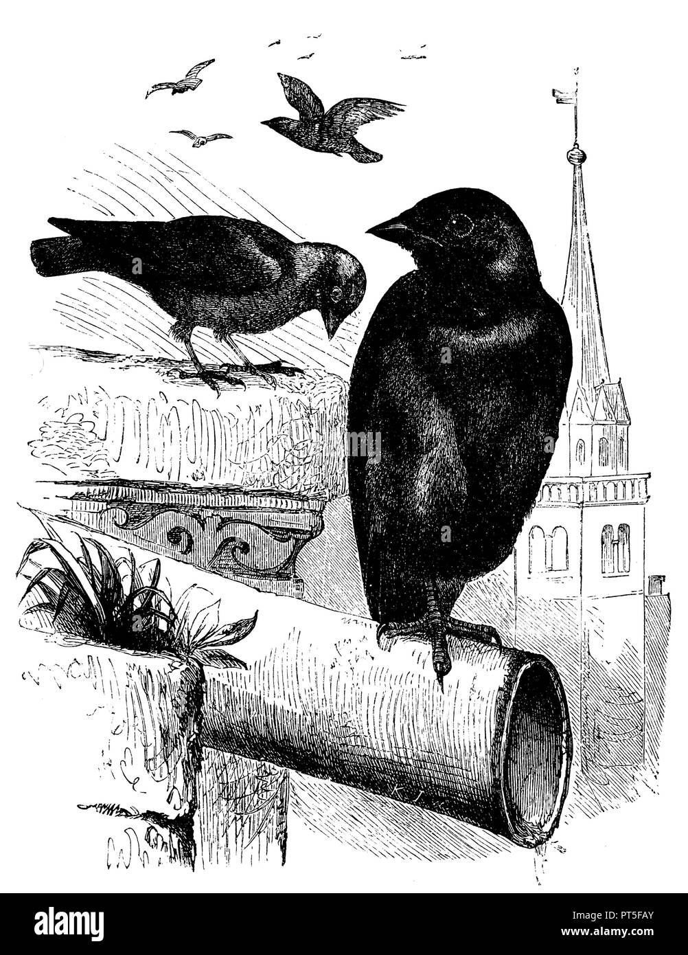 Jackdaw illustration hi-res stock photography and images - Alamy