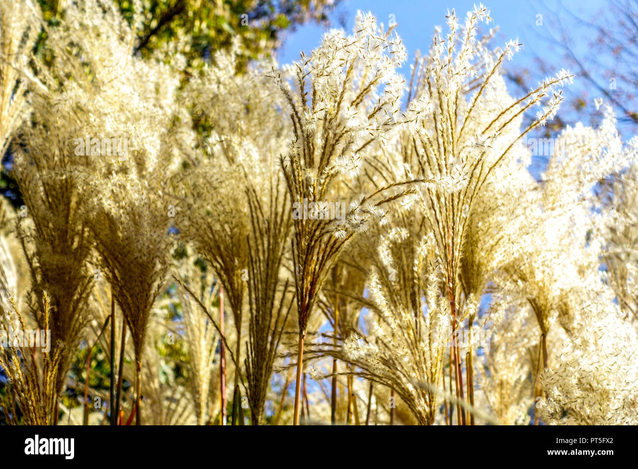 Miscanthus sinensis 'Malepartus', Chinese silver grass, seed heads ...