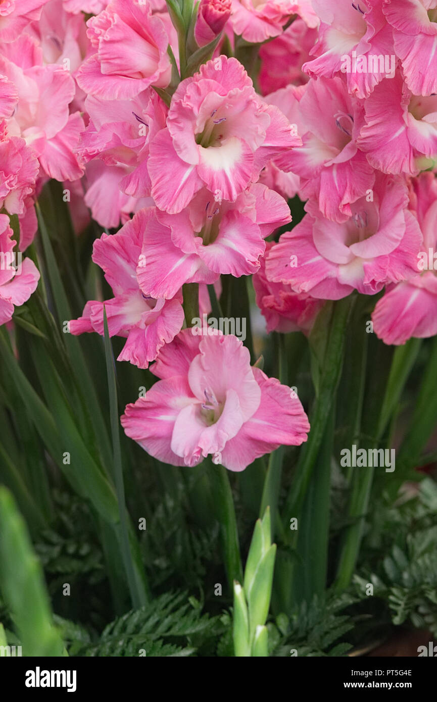Pink delphinium hi-res stock photography and images - Alamy