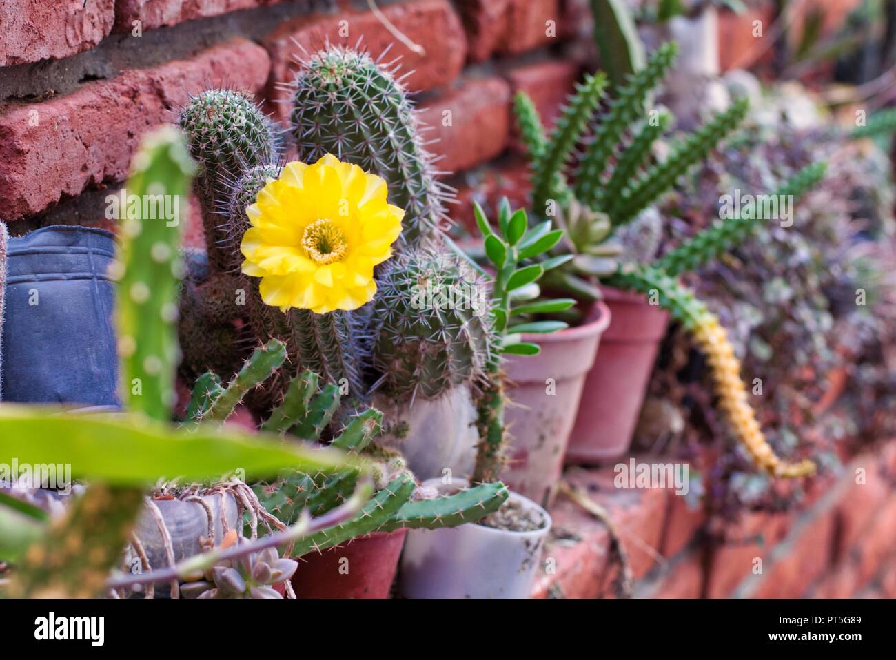 yellow cactus flower Stock Photo - Alamy