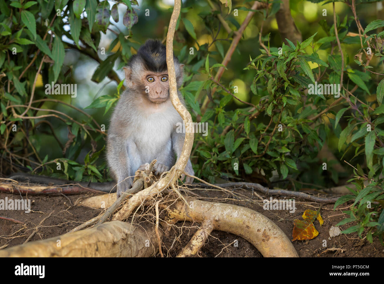 Long-tailed Macaque - Macaca fascicularis, common monkey from Southeast ...