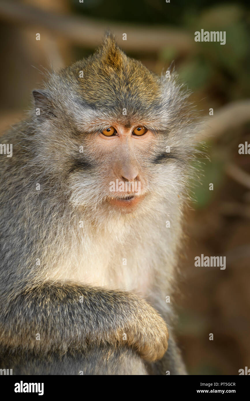 Philippines macaca hi-res stock photography and images - Alamy
