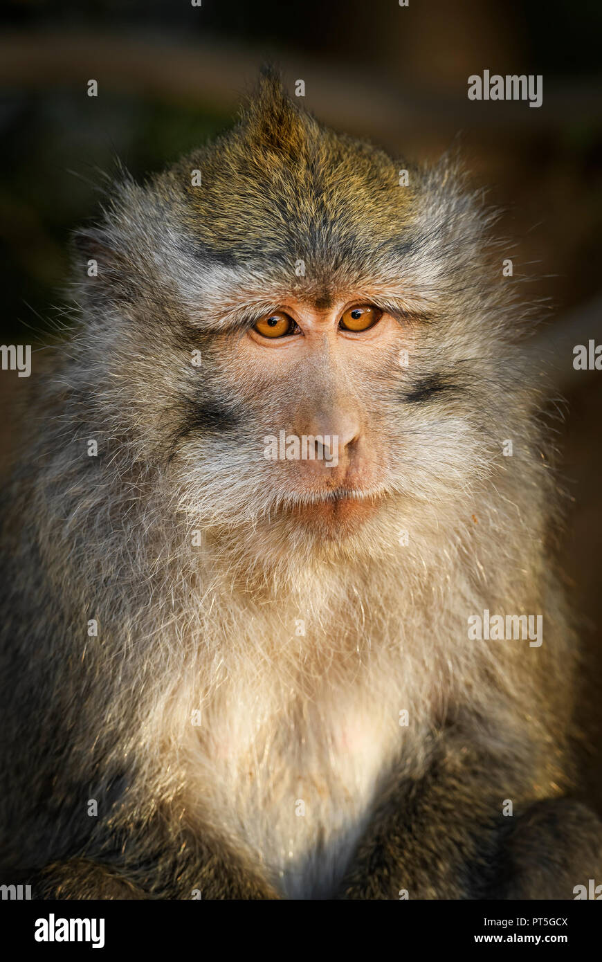 Long-tailed Macaque - Macaca fascicularis, common monkey from Southeast ...